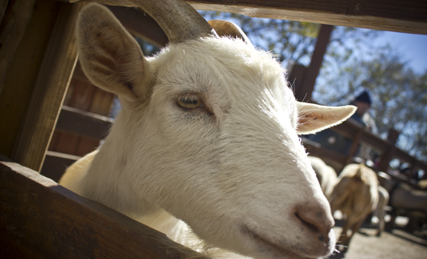 Fall on the Farm, Part 2: White Post Farms - LIB Magazine